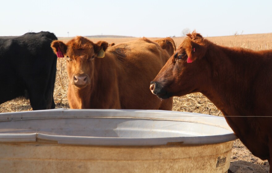 Cattle Drink Water | The Sunflower State Radio Network